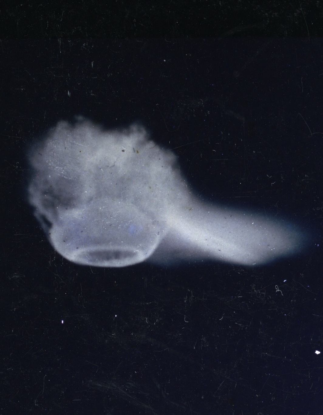 nukes Archives - Pulp International